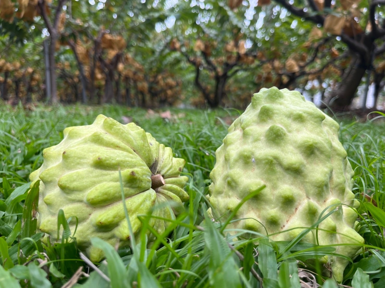 找不到出路的不是釋迦，而是農民的未來──關稅29％、台幣貶10％夾擊下，政治口號救不了台東果農